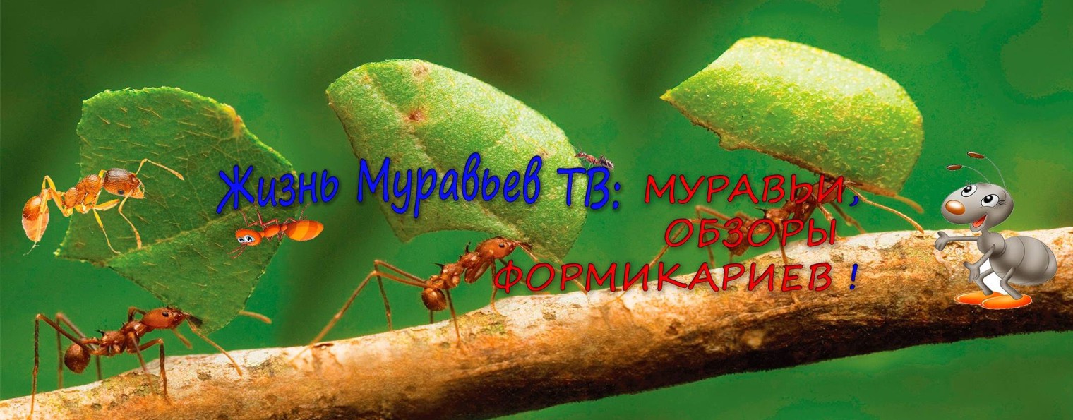 Жизнь муравьев ТВ