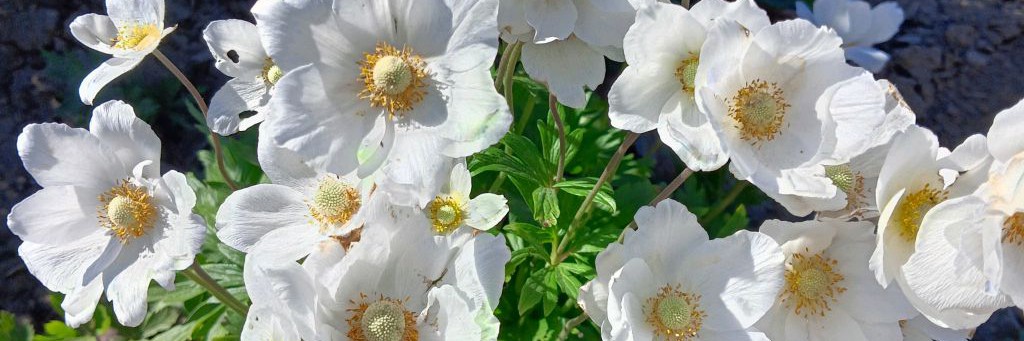 Растения на Юге