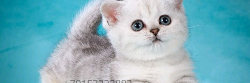 Котята всех пород. Кошки и коты. Все о кошках.