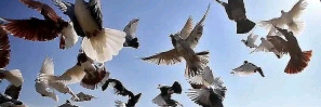 channel30450111 conon