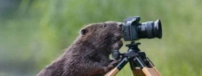 Бобёр тв  и Илюша тв и к4