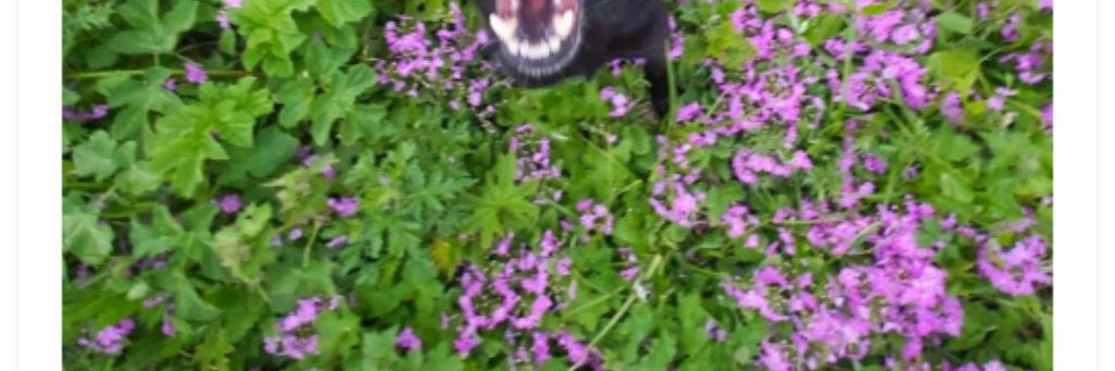 Питомник собак "Изумрудный Лес" РКФ