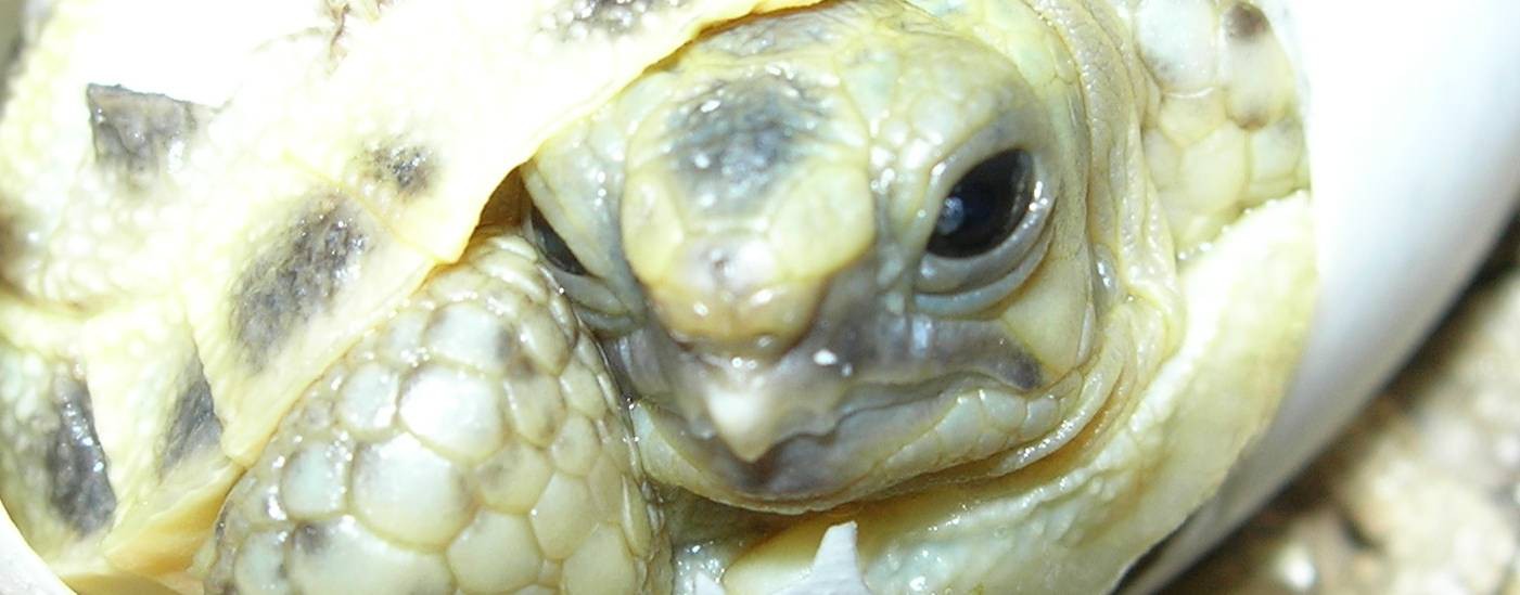 Черепахи среднеазиатские от заводчика