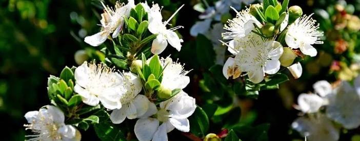 Мирт и Миртовые.