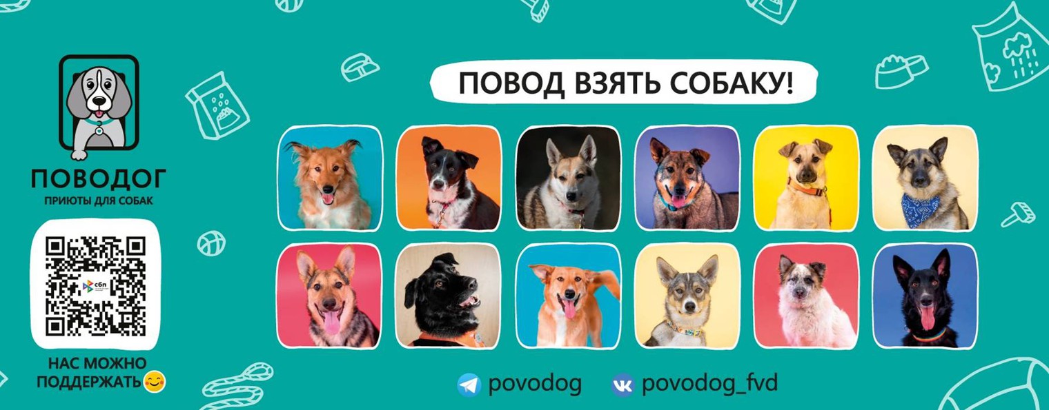 Сеть приютов Поводог