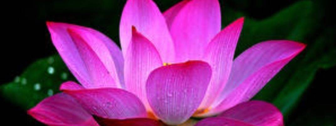 Снежана Моско