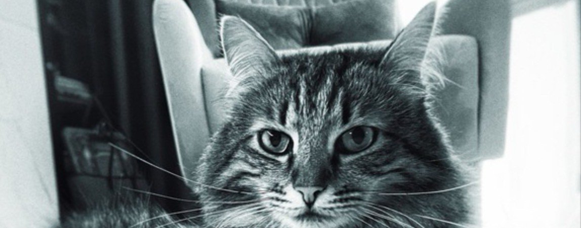 Кот Ричард 1311