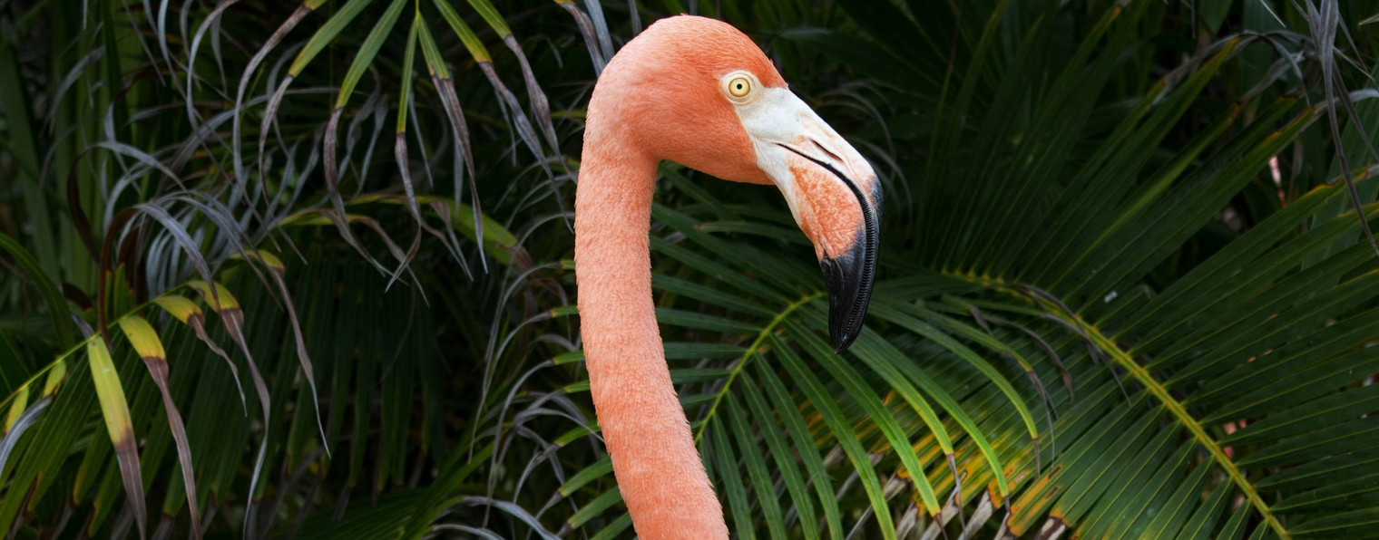 Только Чиллаут