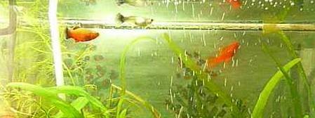 ВЛАДИМИР ГЕХТ