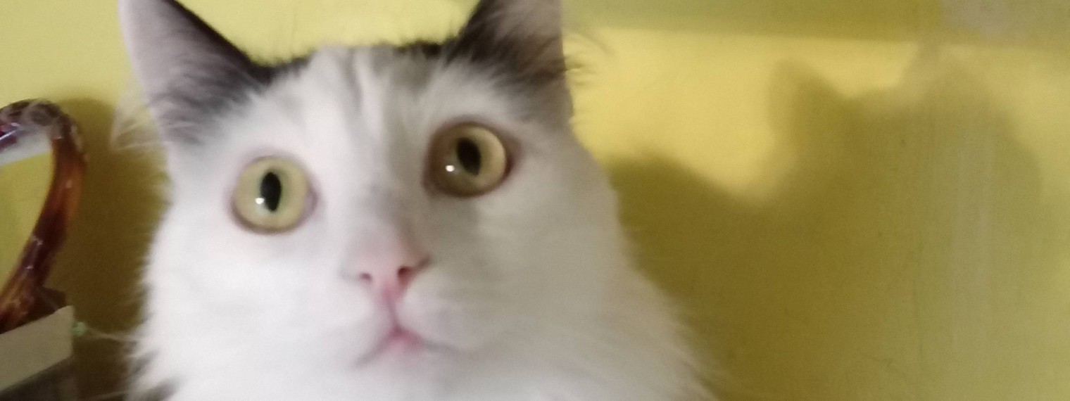 КотоСтихи