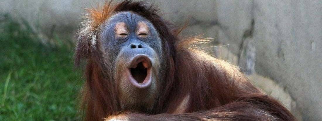 Monkey