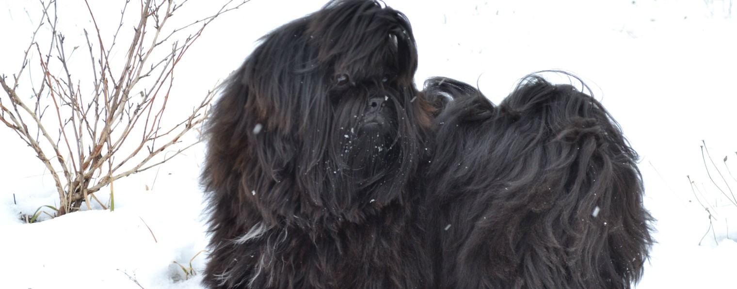 Ши-тцу Белгород