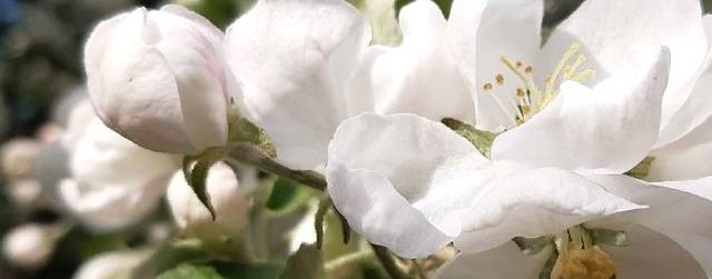 Аудиокниги и подкасты.