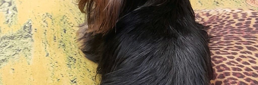 Лиза всяко разное