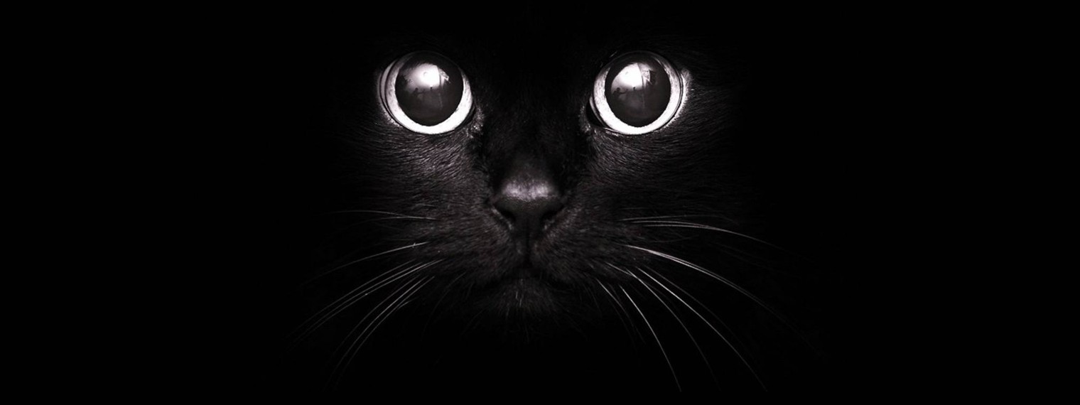 Black Cat