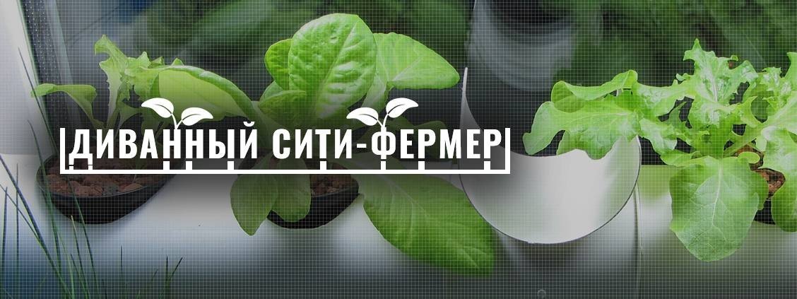 Диванный сити-фермер - Гидропоника в квартире