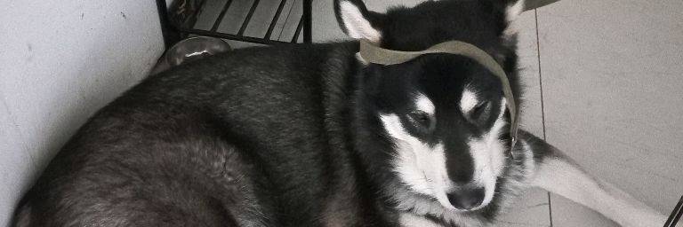 Софи Иванова