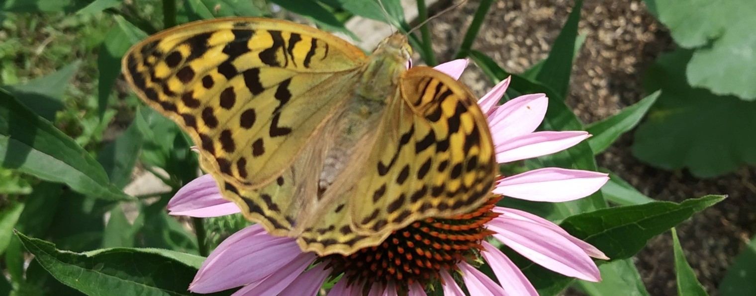 Татьяна Чуева