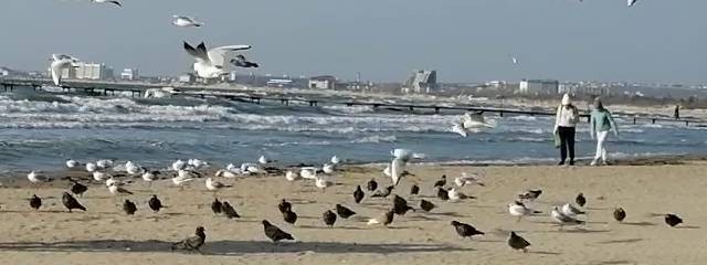 Инга Майзель