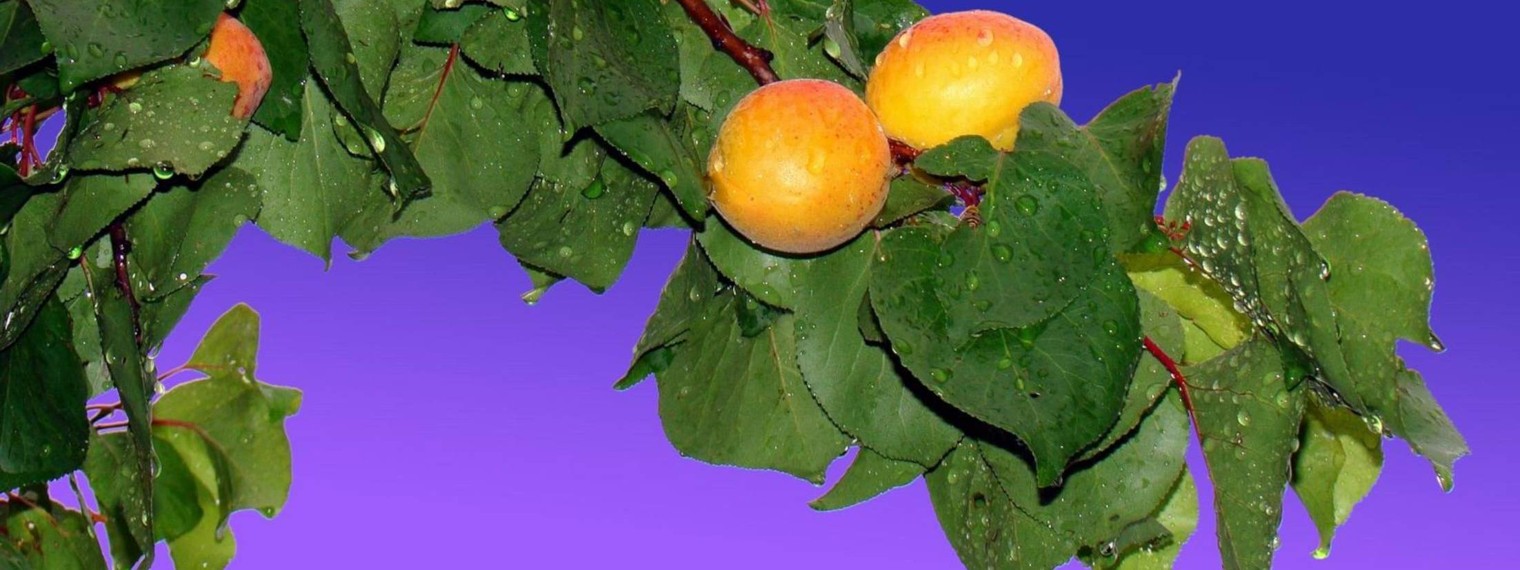 Икс Игреков