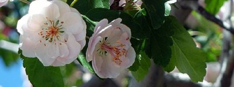 Информационно-ресурсный центр "Наше достояние"