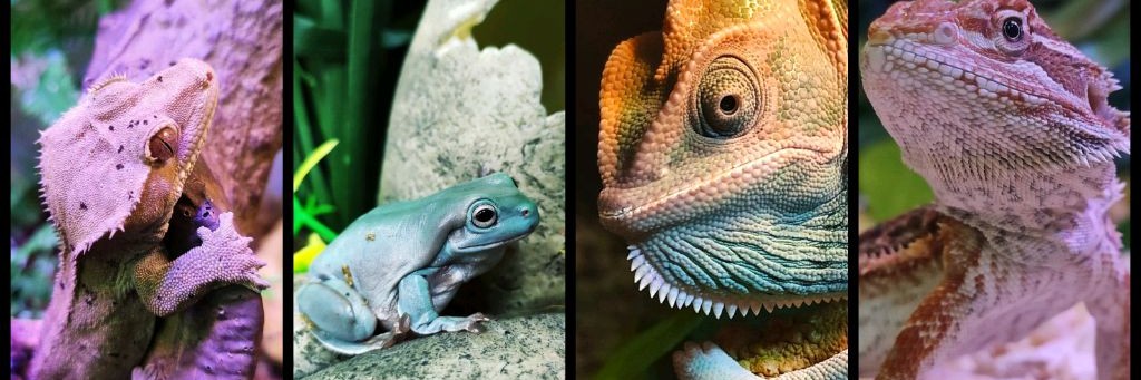 ZooDragon магазин экзотических животных