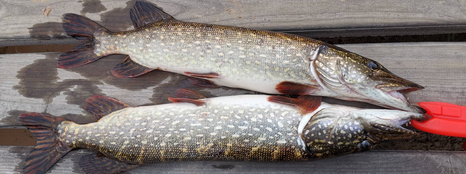 Ваван-Кабан