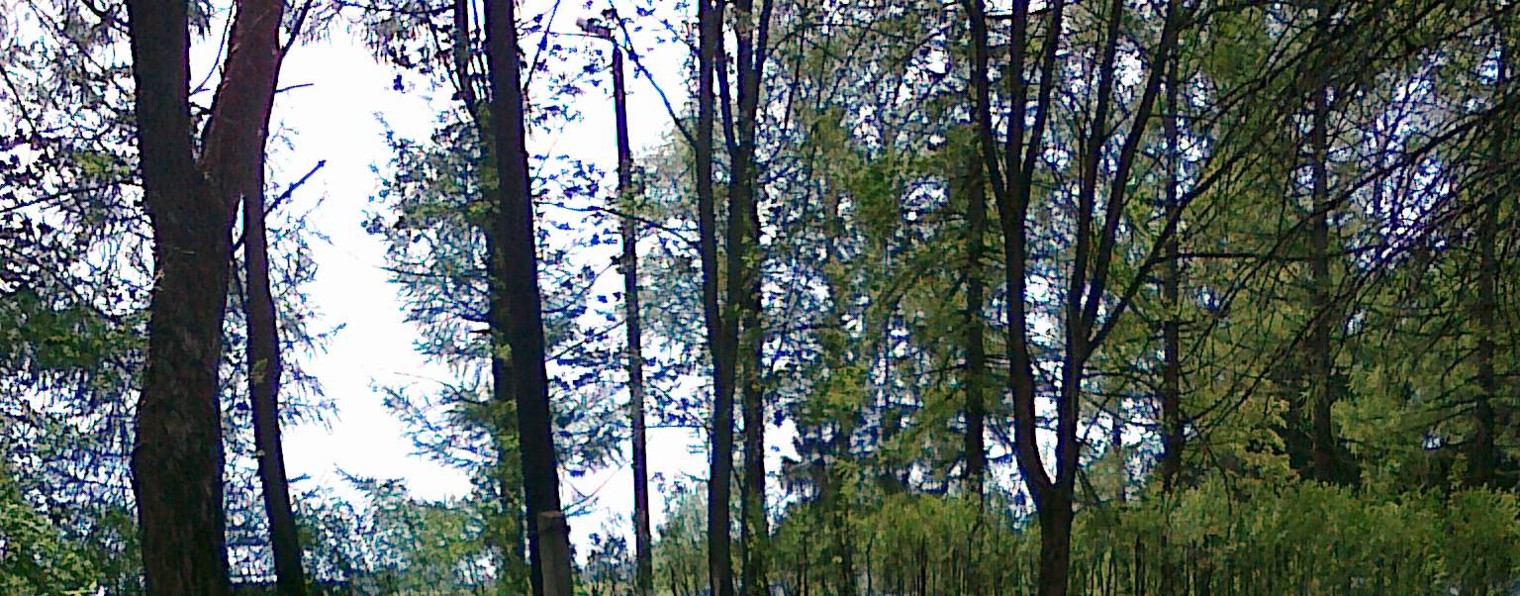 CHEREMUSHKI