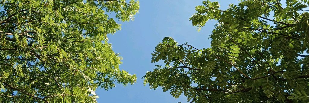 🌹АМЕЛИЯ🌹