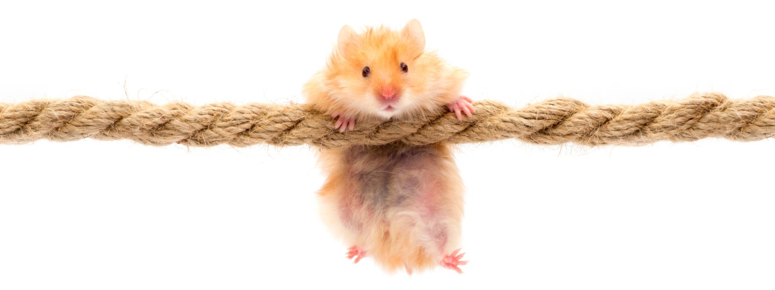 Funny_Hamsters