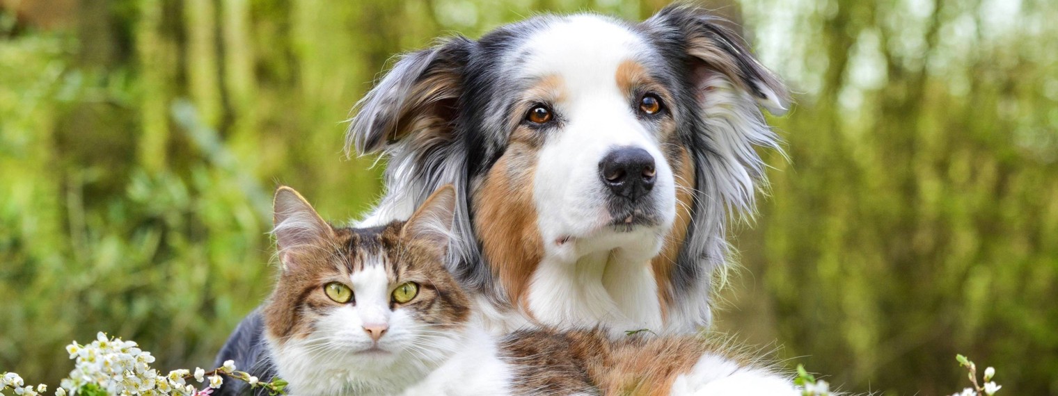 Ветеринарный врач Баннов Павел Викторович