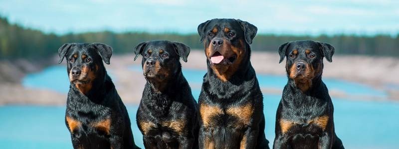 rutube_account_ротосфинксы