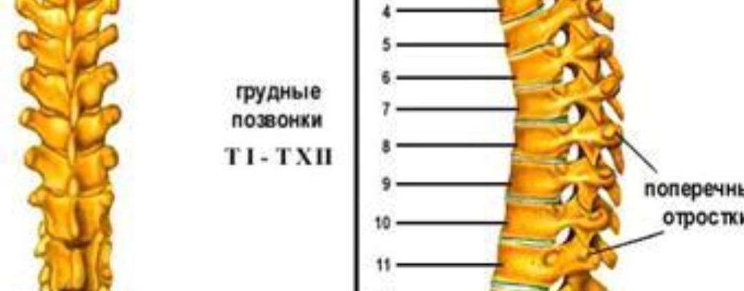 Дивин Виктор костоправ детский/взрослый