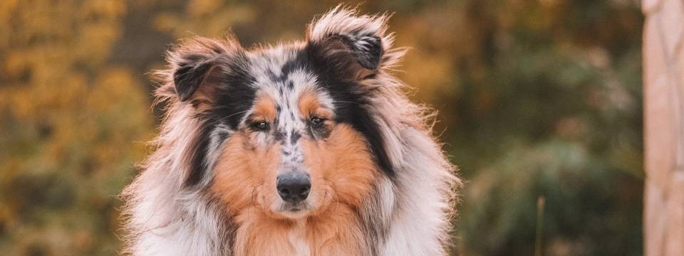 Вселенная собак