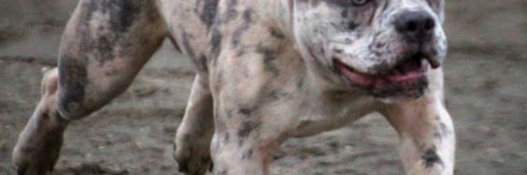 ПЁС СИЛЬВЕР