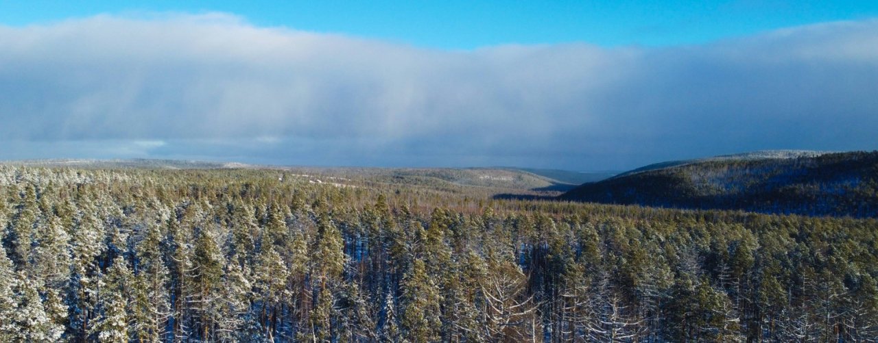 ТАЁЖНАЯ ЖИЗНЬ