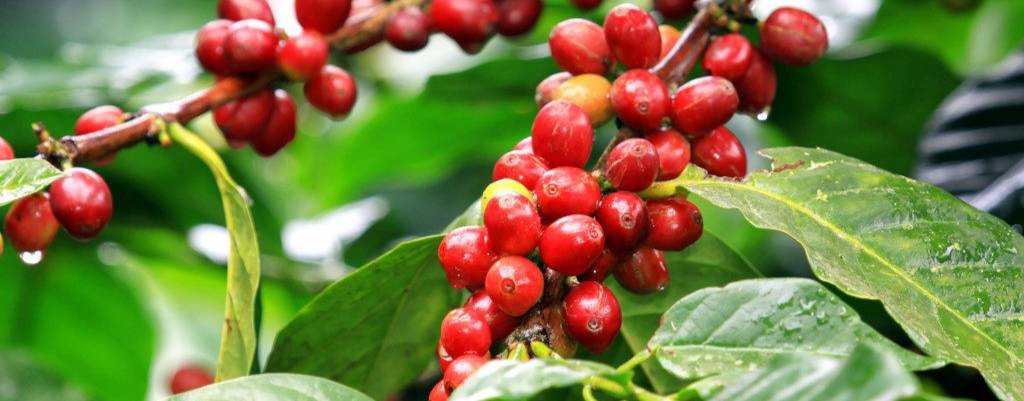 www.s-coffee.ru