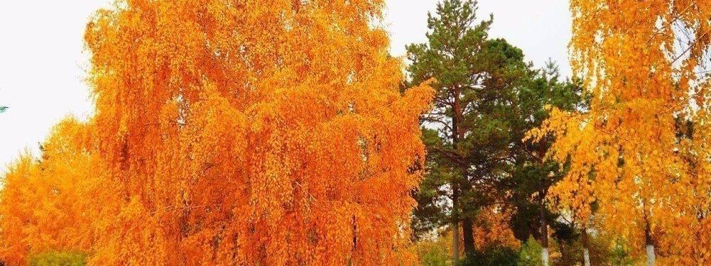 cамоделки