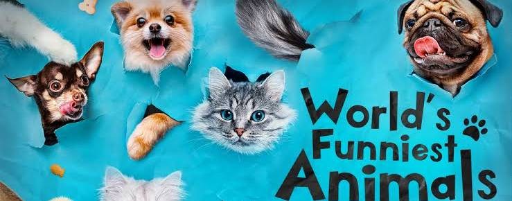 Funniest Animals Ever
