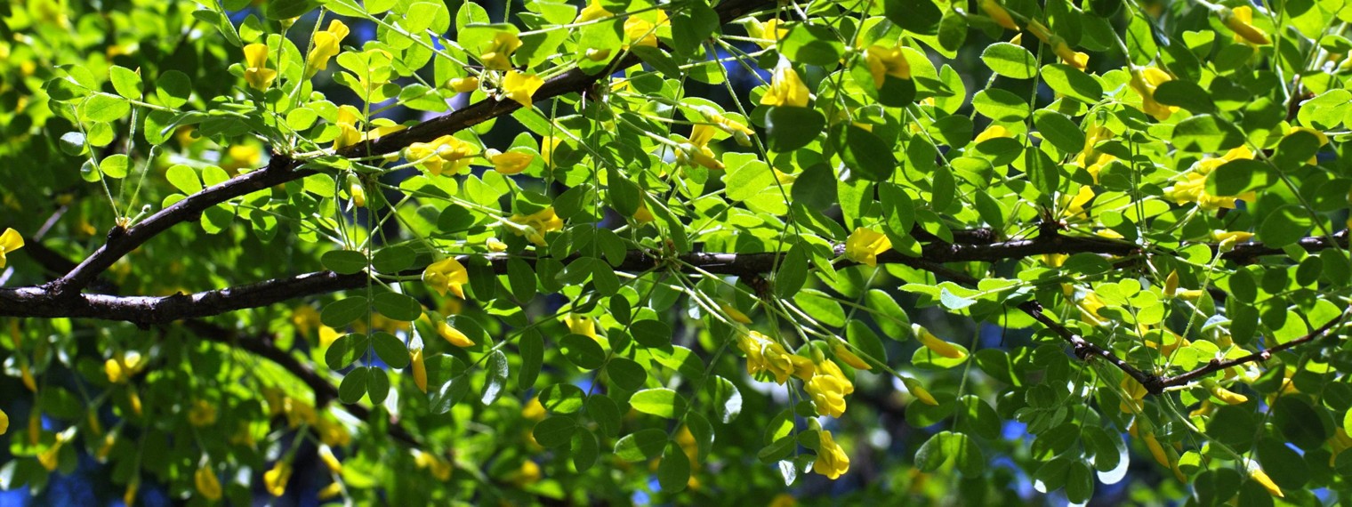 АКАЦЦИОНЕРЫ