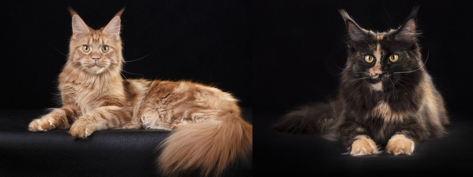 Питомник мейн-кунов Kunarmy