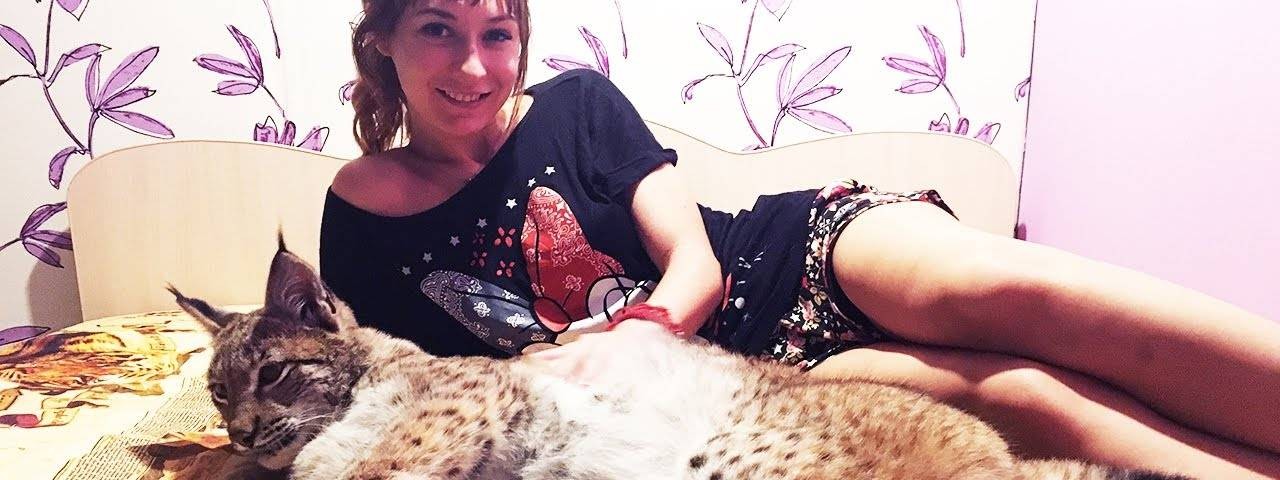 BobCat ТV