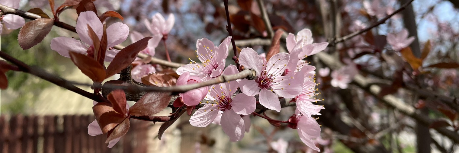 Мир в фокусе !