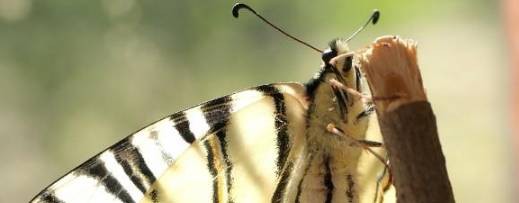 𓆩ȾȺꞤĪ𓆪!  Я ЗДЕСЬ!