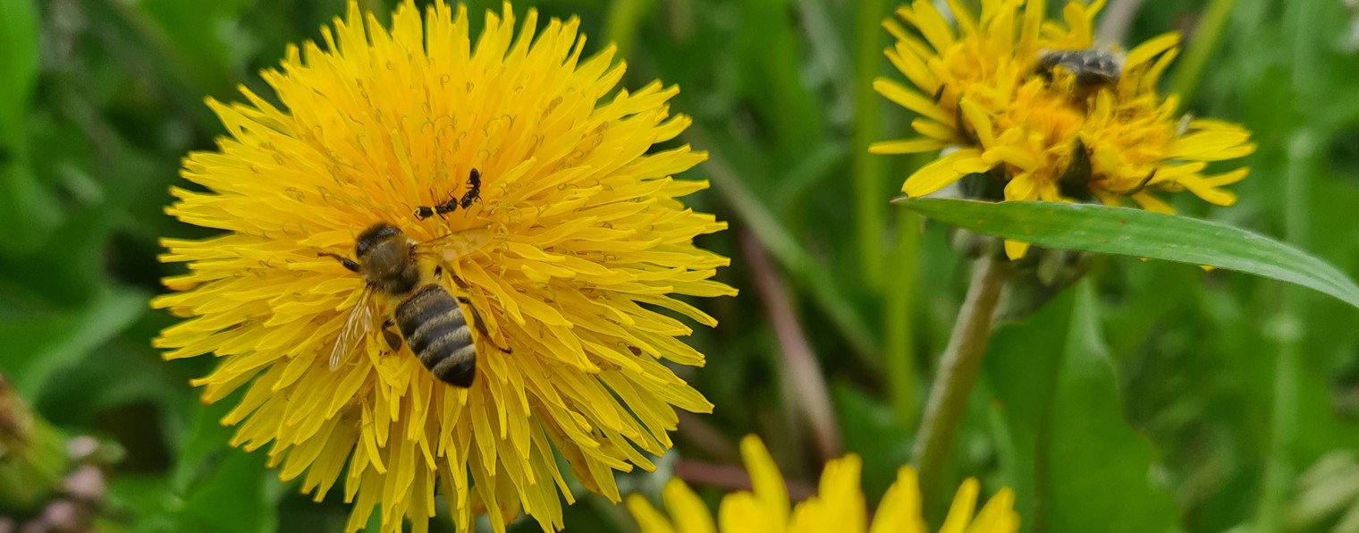 Хроники Скифии