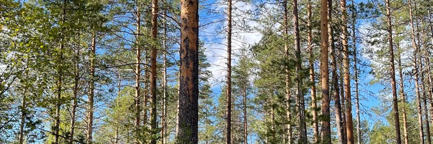 Поющий грибник