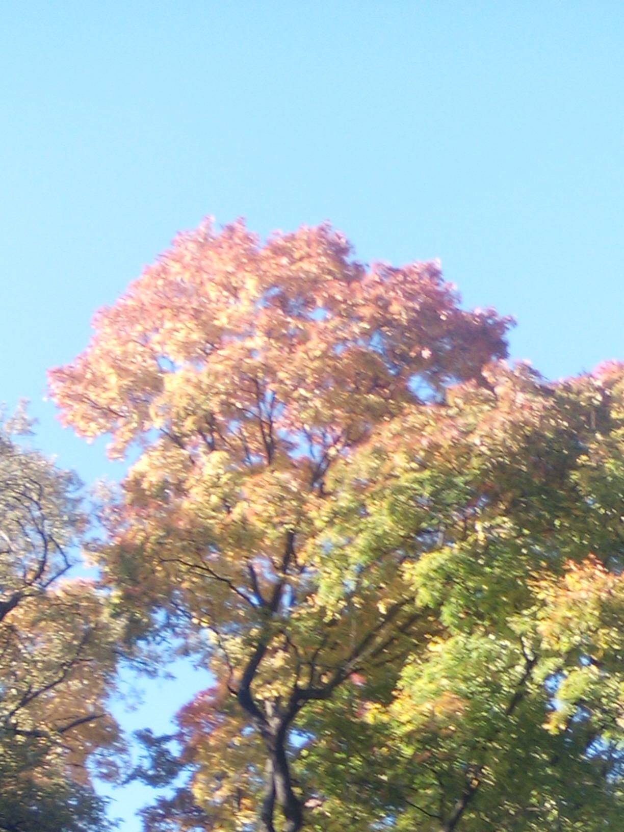 НИКА(беспощадный пиарщик)