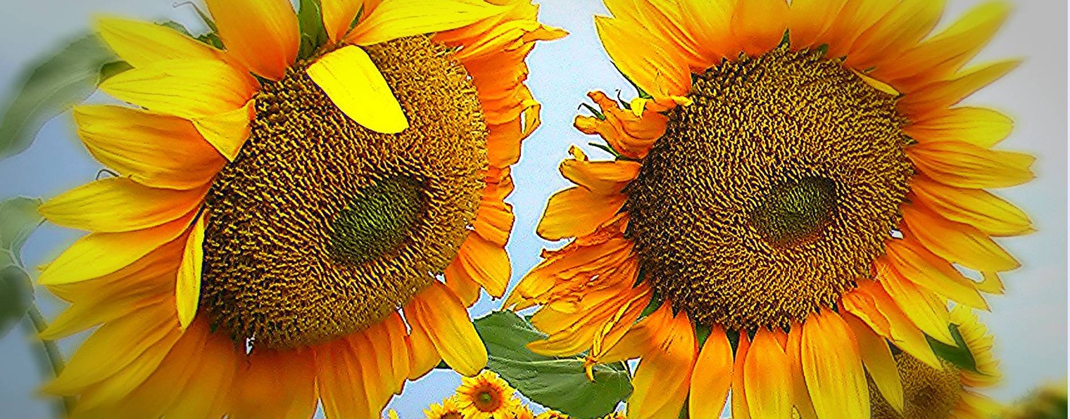 NikolayFotoVideo channel32888628