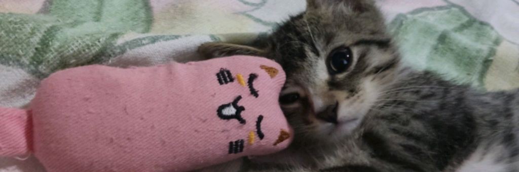 Котёнок Винни