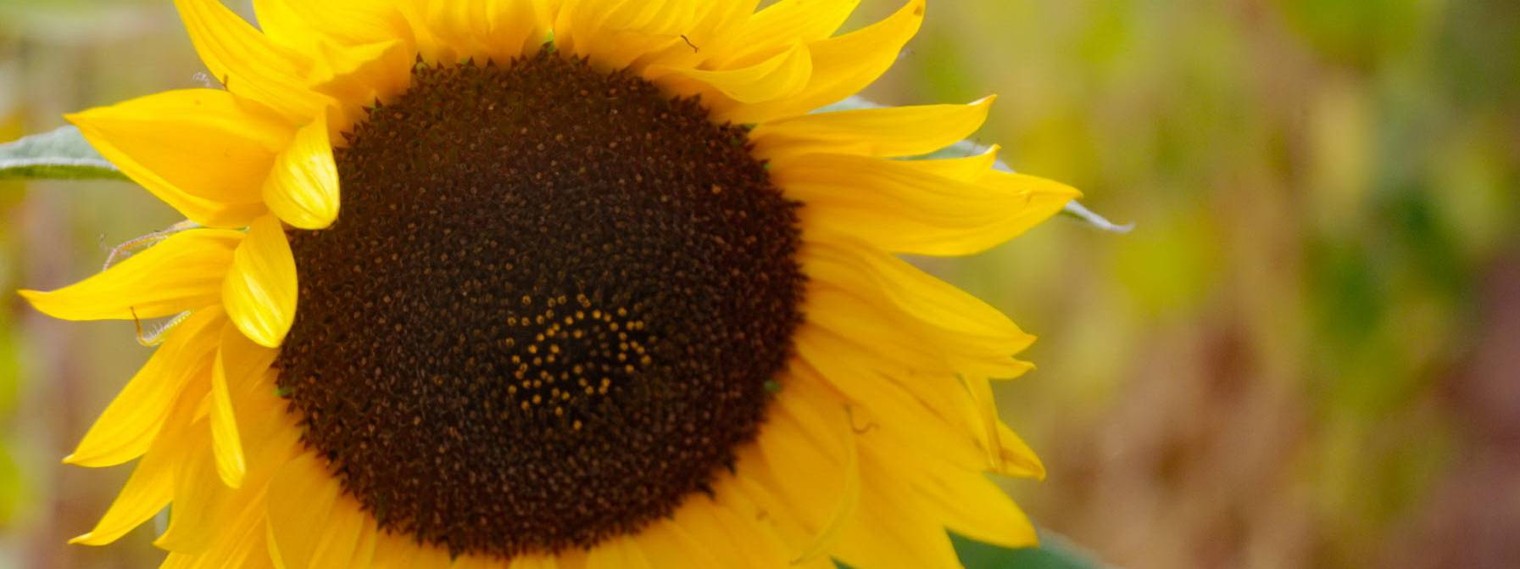 Николай Павлюкевич